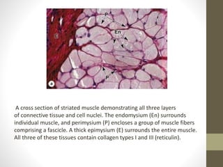 Muscle Tissue.pptx