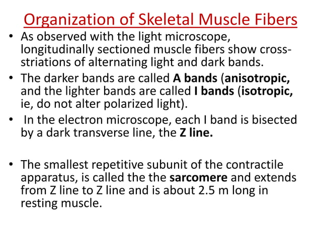 MUSCLE TISSUE.ppt | Heart and Cardiovascular Diseases | Diseases and ...