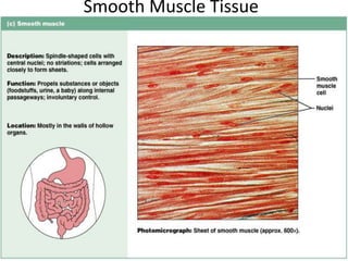 MUSCLE TISSUE.ppt