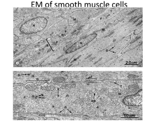 MUSCLE TISSUE.ppt