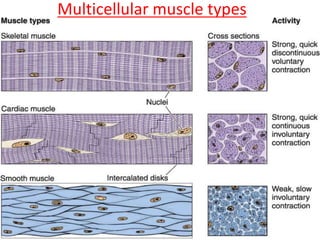 MUSCLE TISSUE.ppt