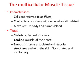 MUSCLE TISSUE.ppt | Heart and Cardiovascular Diseases | Diseases and ...