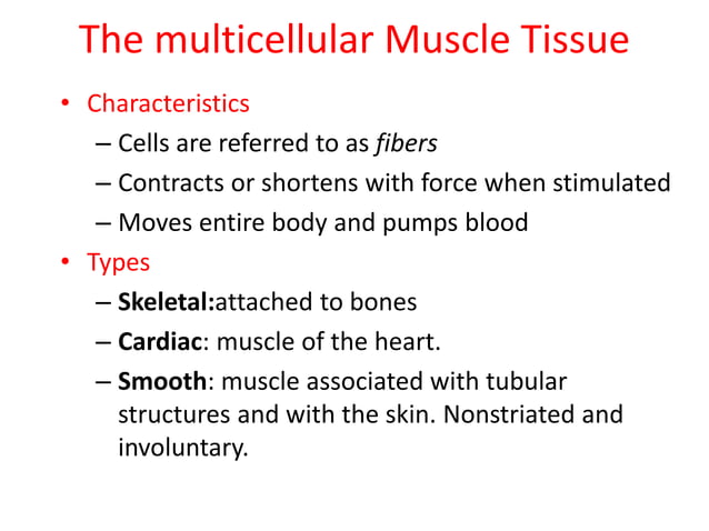 MUSCLE TISSUE.ppt | Heart and Cardiovascular Diseases | Diseases and ...