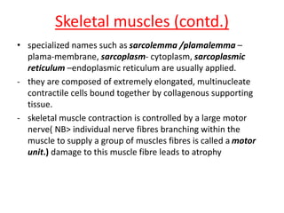 MUSCLE TISSUE.ppt