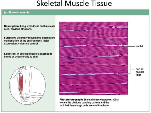 MUSCLE TISSUE.ppt | Heart and Cardiovascular Diseases | Diseases and ...