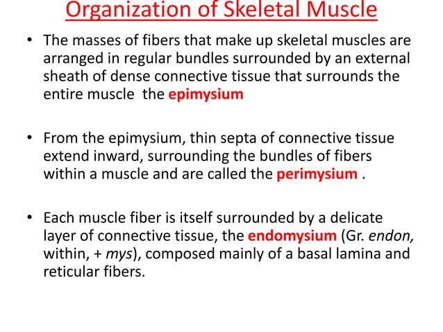 MUSCLE TISSUE.ppt | Heart and Cardiovascular Diseases | Diseases and ...