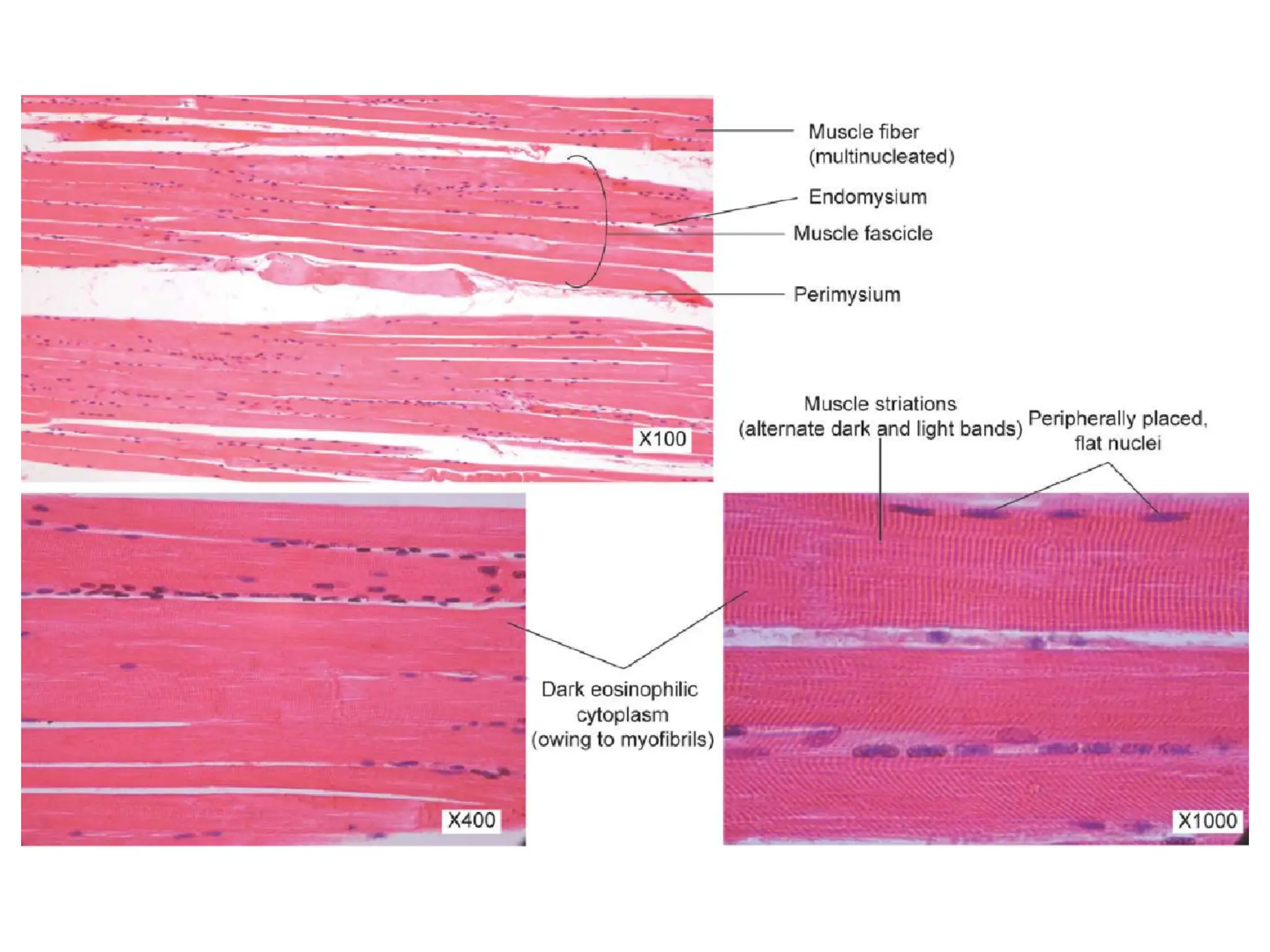 Gross Anatomy & Histology of Muscle Tissue.pptx