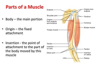 Gross Anatomy & Histology of Muscle Tissue.pptx