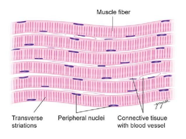 Gross Anatomy & Histology of Muscle Tissue.pptx | Biological Sciences ...