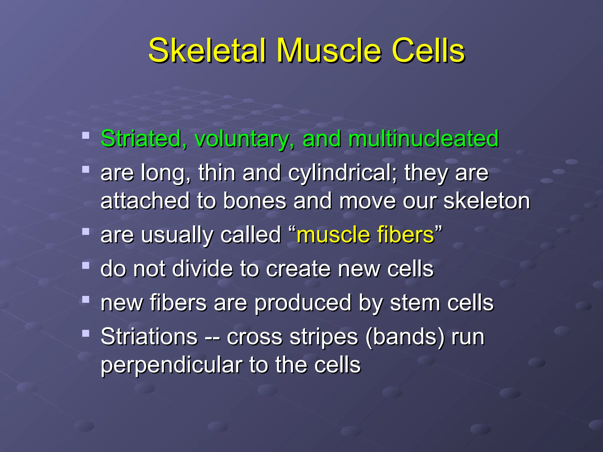 muscle_tissue.ppt mussscle tissue pharmacology | PPT