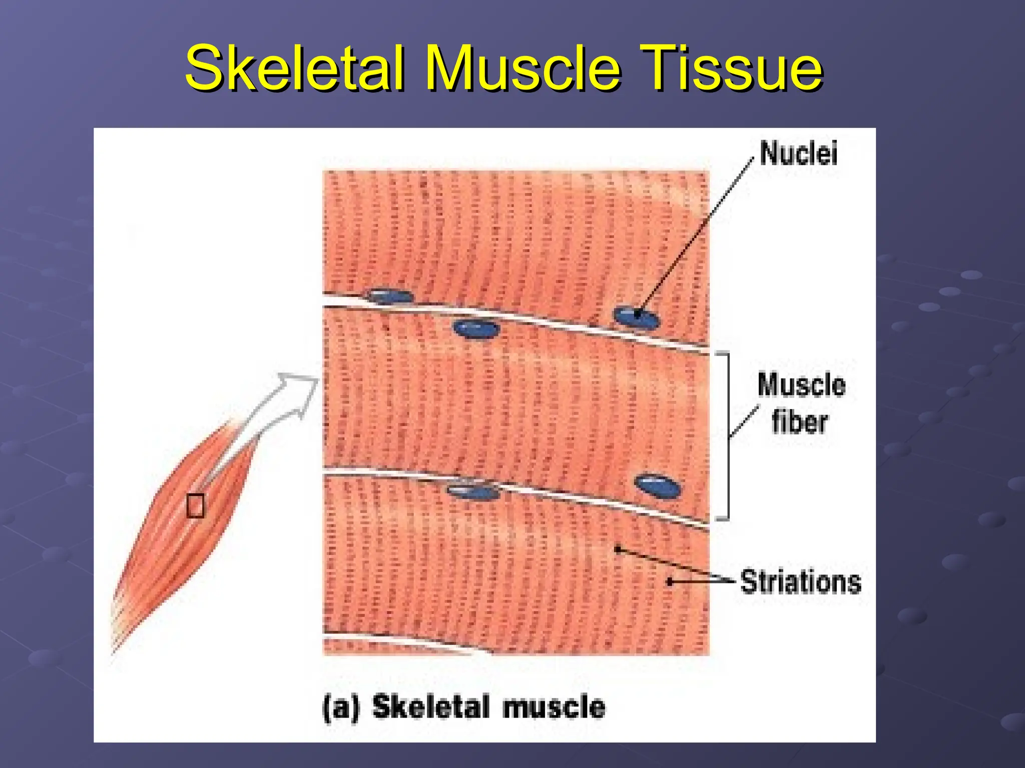 muscle_tissue.ppt mussscle tissue pharmacology | PPT