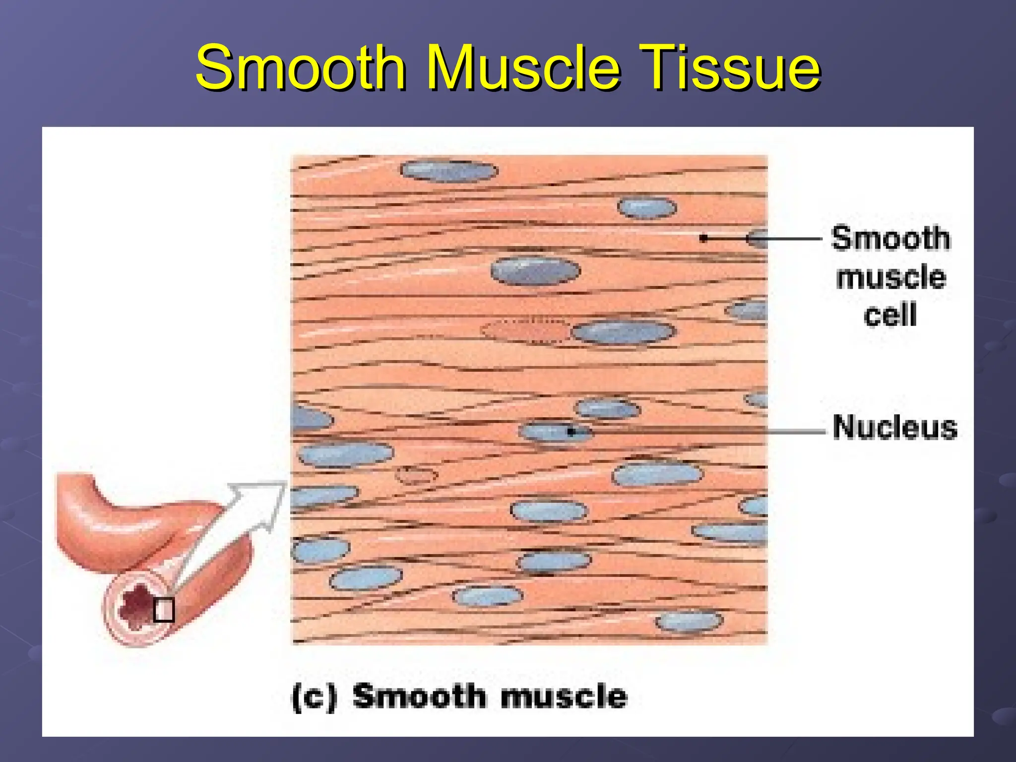 muscle_tissue.ppt mussscle tissue pharmacology | PPT