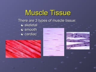 muscle_tissue.ppt mussscle tissue pharmacology | PPT