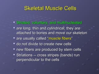 muscle_tissue.ppt mussscle tissue pharmacology | PPT