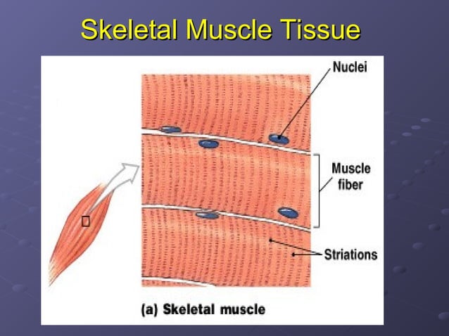 muscle_tissue.ppt mussscle tissue pharmacology | PPT