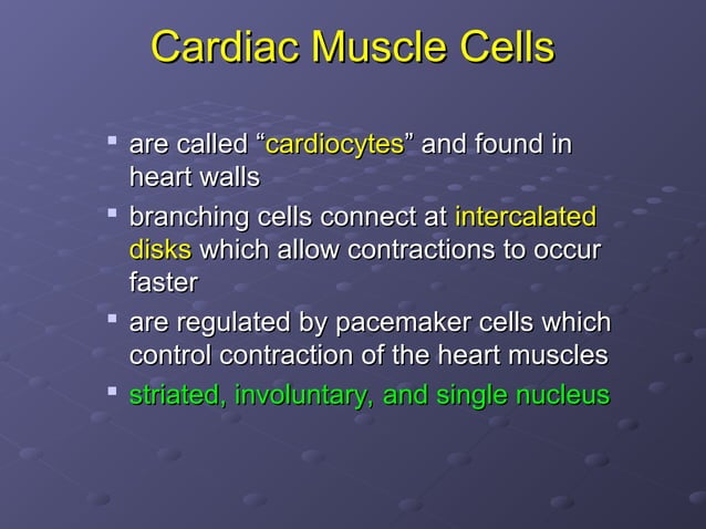 muscle_tissue.ppt mussscle tissue pharmacology | PPT