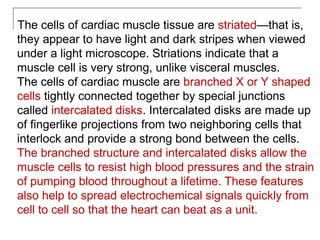 Muscle Tissue for Human Anatomy and Physiology .pptx