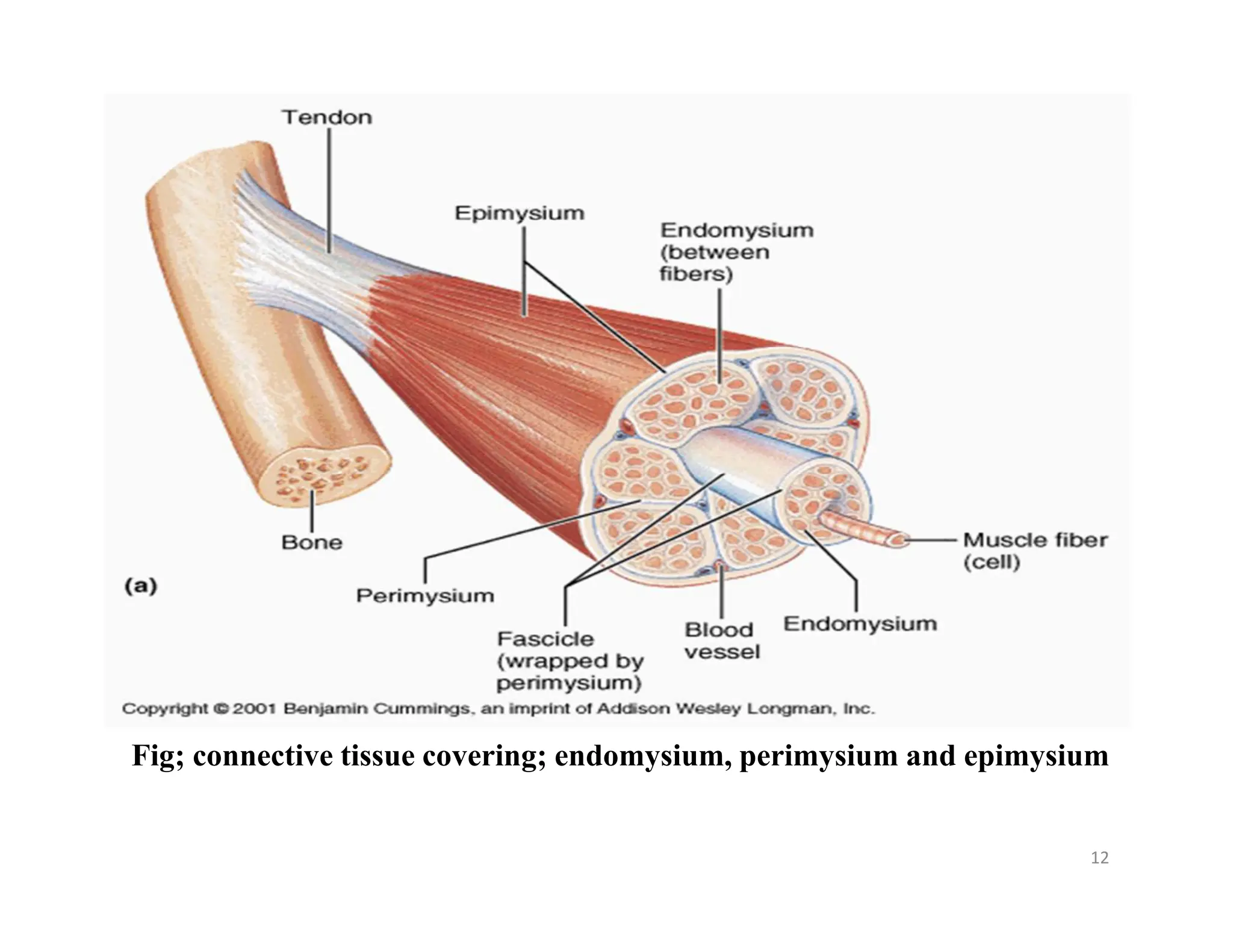 muscle tissue 2.pdffufygugyytyfyytygygygyf | PDF