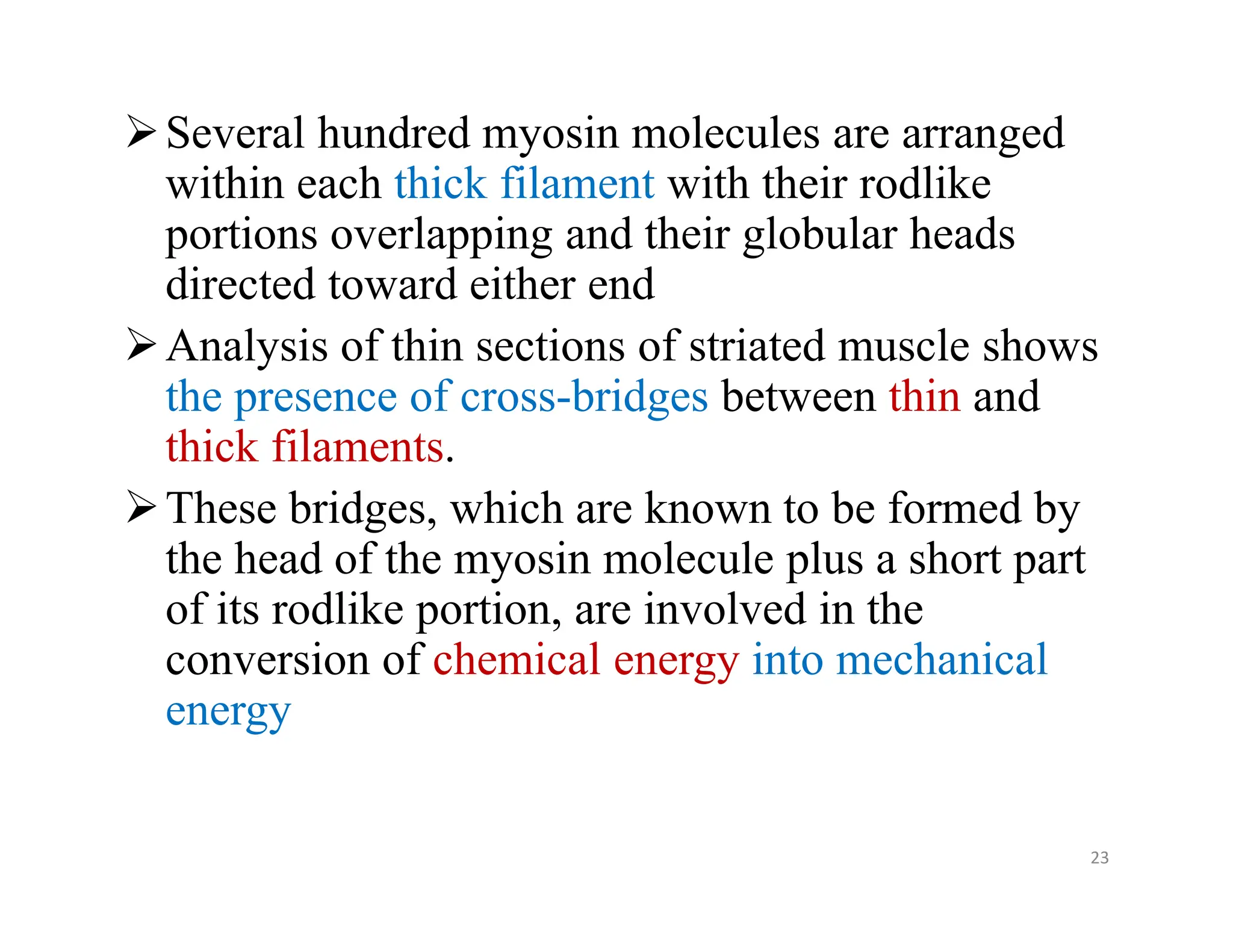 muscle tissue 2.pdffufygugyytyfyytygygygyf | PDF
