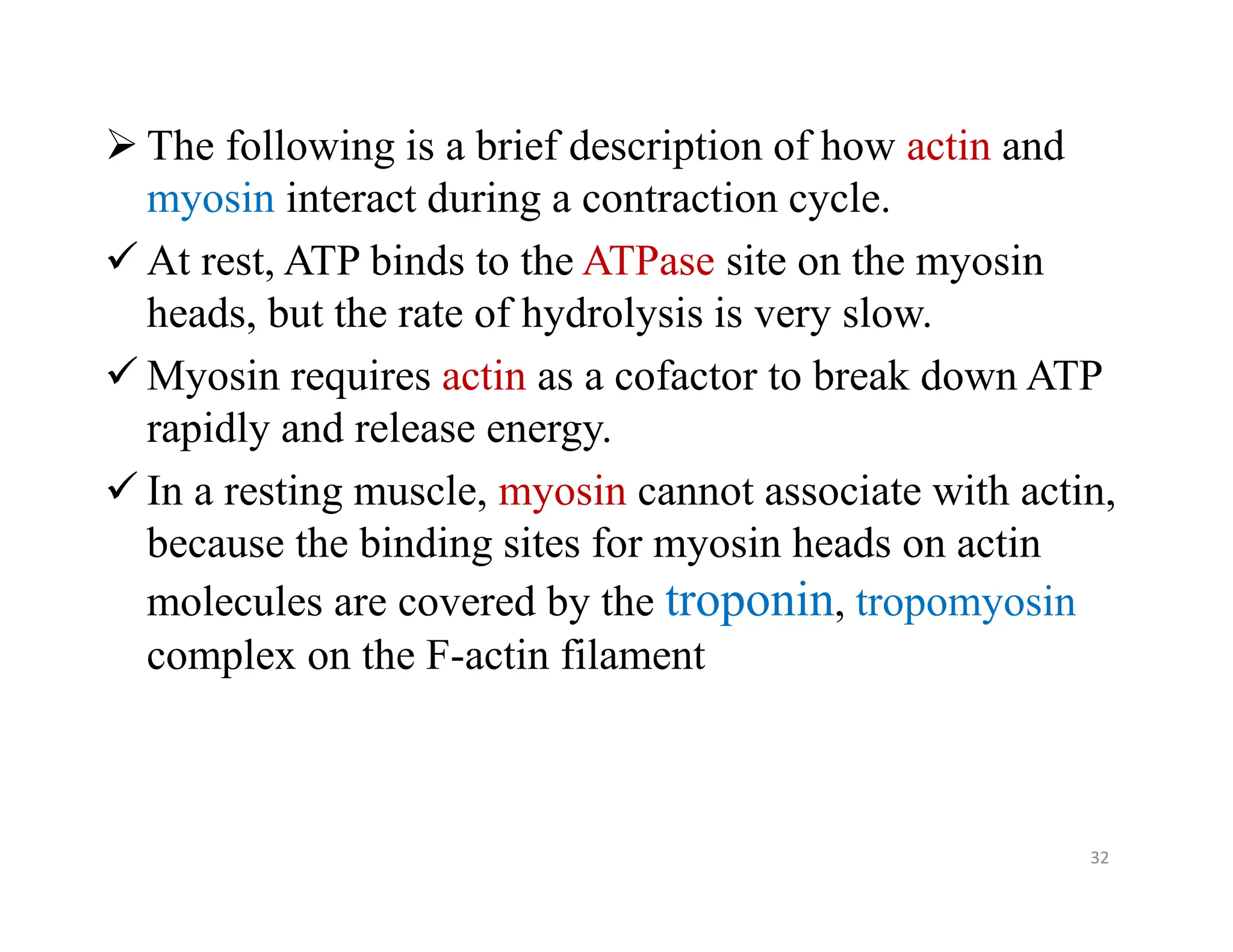 muscle tissue 2.pdffufygugyytyfyytygygygyf | PDF