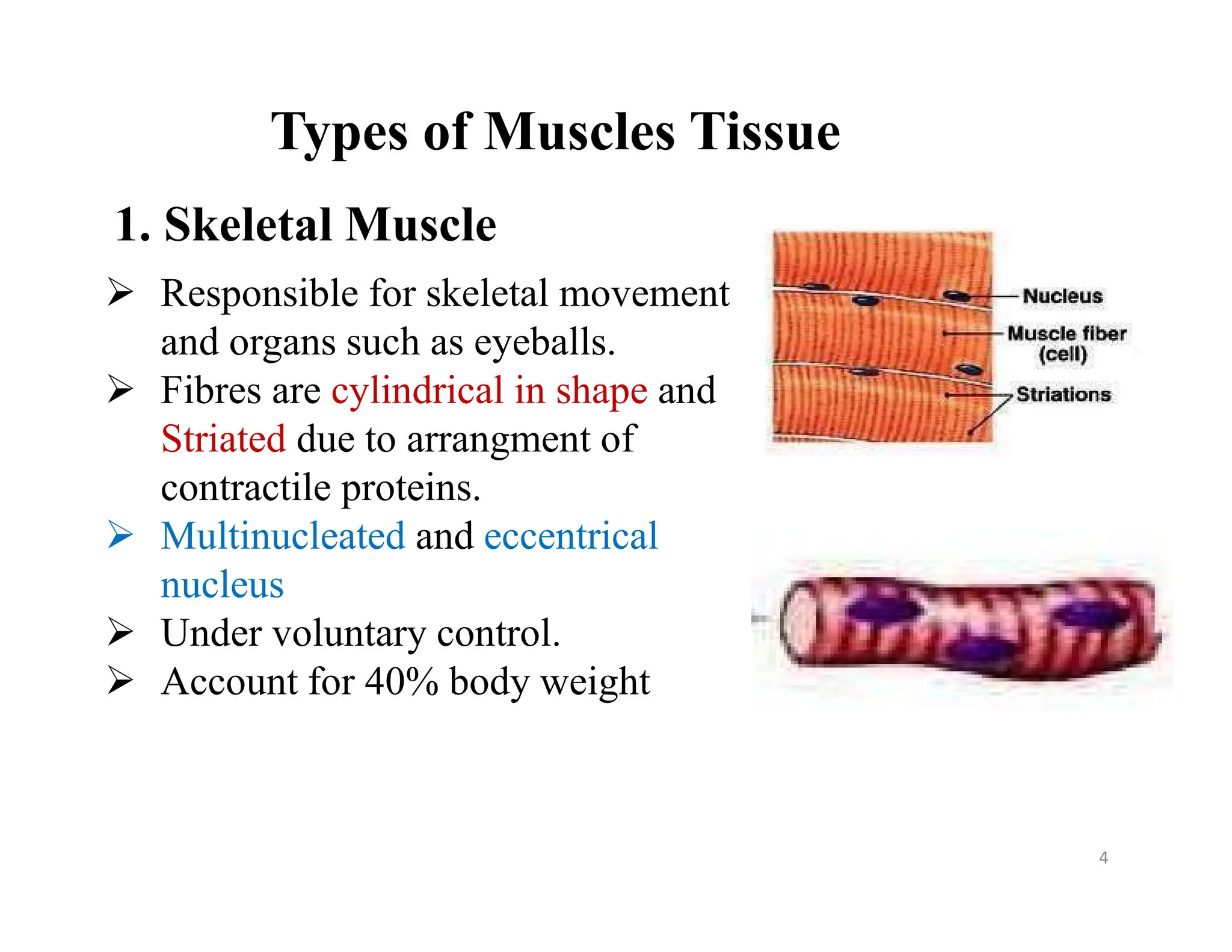 muscle tissue 2.pdffufygugyytyfyytygygygyf | PDF