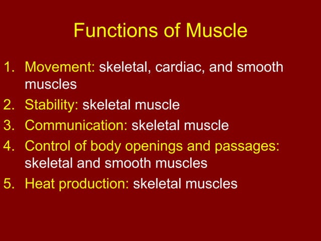 Muscle tissue and organisation.ppt | Biological Sciences | Science