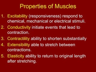 Muscle tissue and organisation.ppt