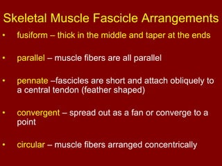 Muscle tissue and organisation.ppt