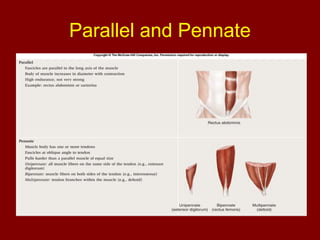 Muscle tissue and organisation.ppt