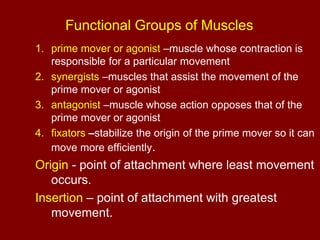 Muscle tissue and organisation.ppt