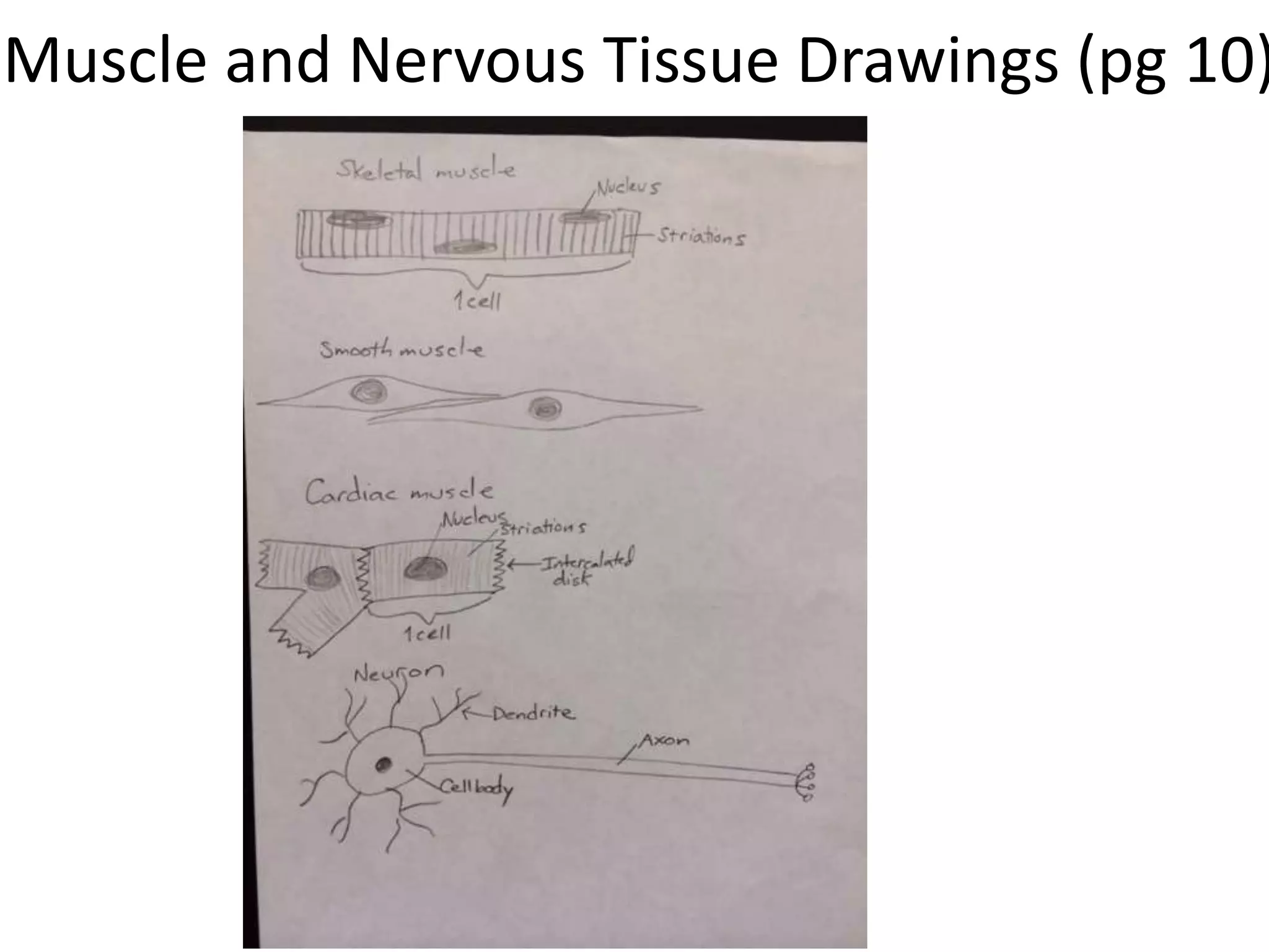 Muscle tissue drawings | PPTX