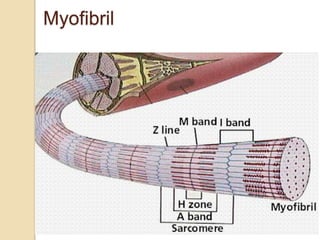 Muscle tissues | PPTX