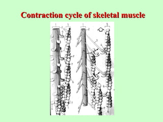 Histology of Muscle Tissues | PPT
