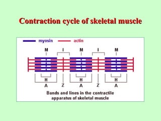 Histology of Muscle Tissues | PPT