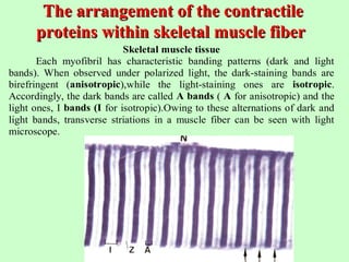 Histology of Muscle Tissues | PPT