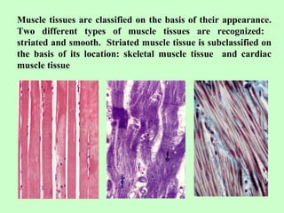 Muscle Tissue Slide