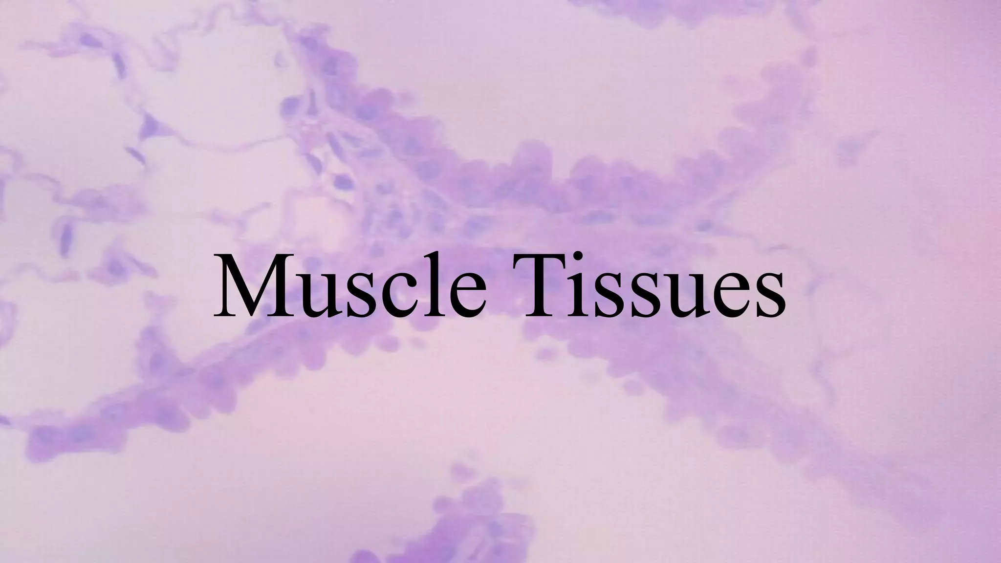 Muscle Tissues | PPT
