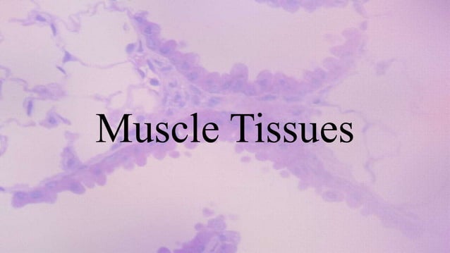 Muscle Tissues | PPT