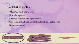 Muscle Tissues | PPT