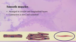 Muscle Tissues | PPT
