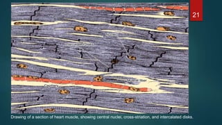 muscle tissues - KIUT.pptxhfhjfohggyiiugjjj | PPT