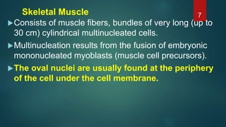 muscle tissues - KIUT.pptxhfhjfohggyiiugjjj | PPTX