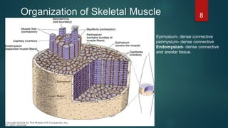 muscle tissues - KIUT.pptxhfhjfohggyiiugjjj | PPT