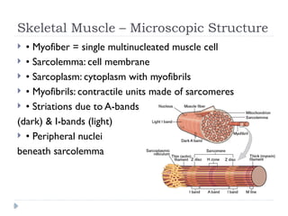 Muscle_Tissues_Histology_presentation by Dr.Rumaisa PT | PPTX