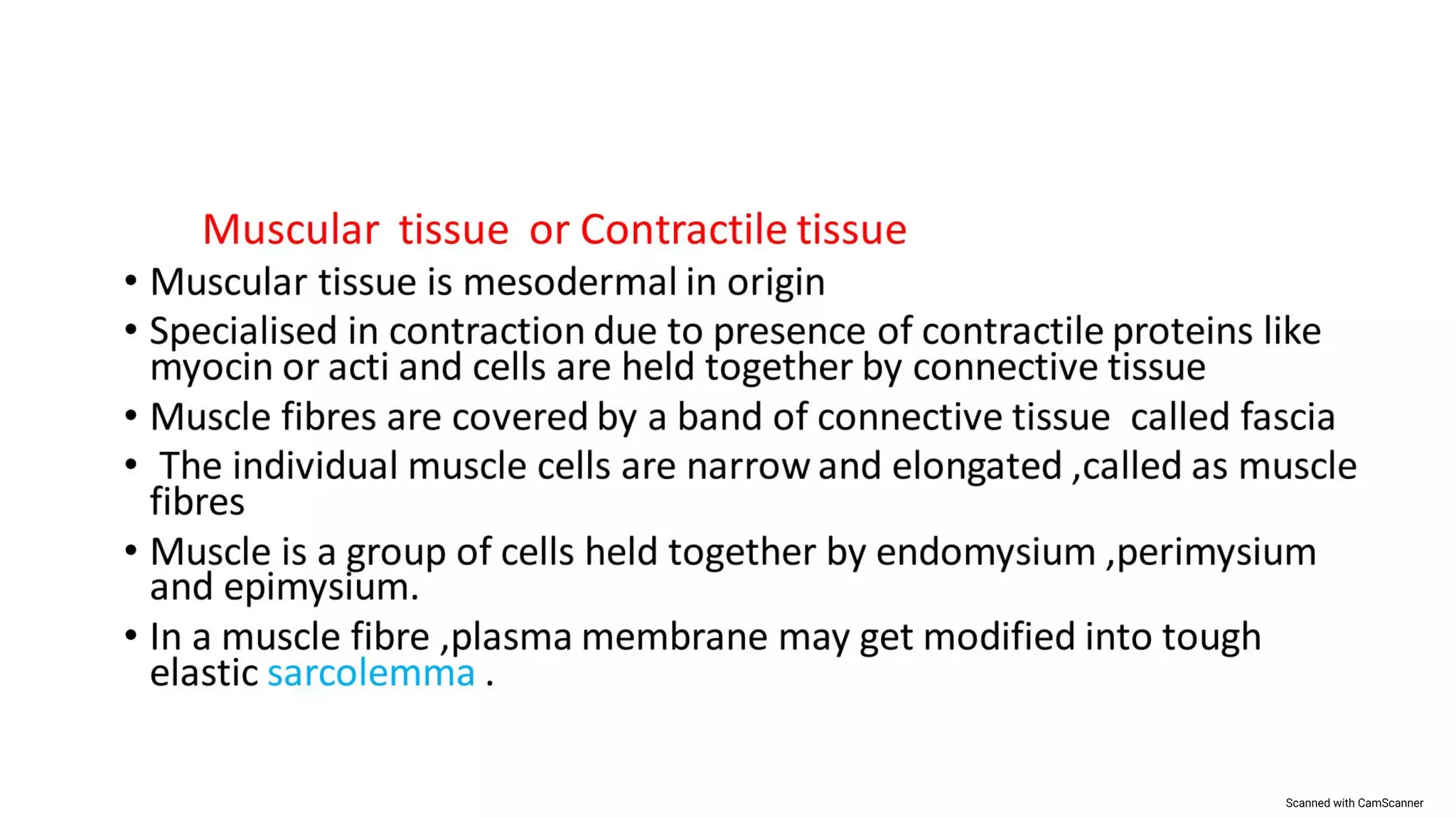 Muscle tissue slides | PDF