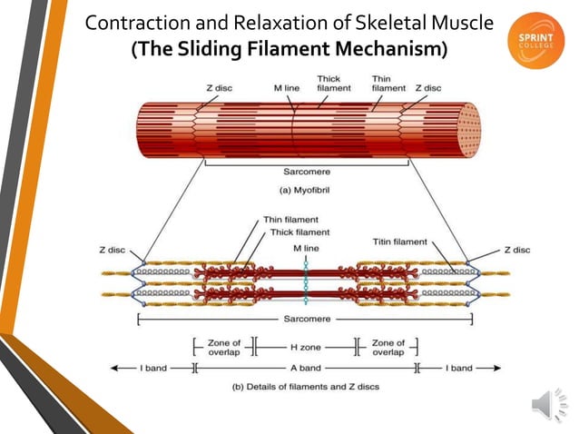 Muscle Tissue Types | PPTX | Physical Therapy | Wellness