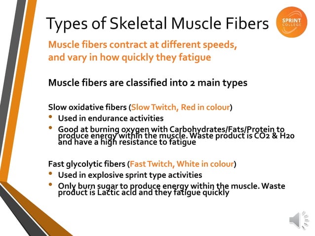Muscle Tissue Types | PPTX | Physical Therapy | Wellness