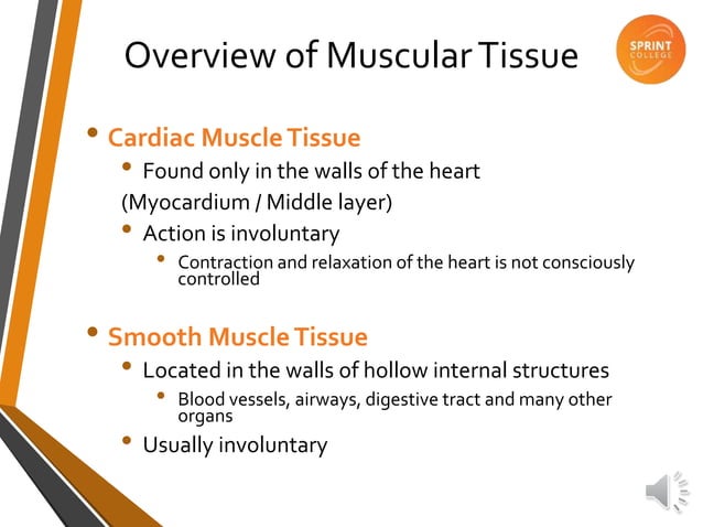 Muscle Tissue Types | PPTX | Physical Therapy | Wellness