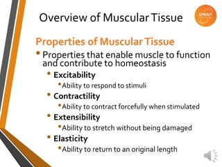 Muscle Tissue Types | PPTX