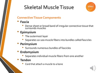 Muscle Tissue Types | PPTX